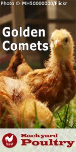 Breed Profile: Golden Comet Chickens - Backyard Poultry